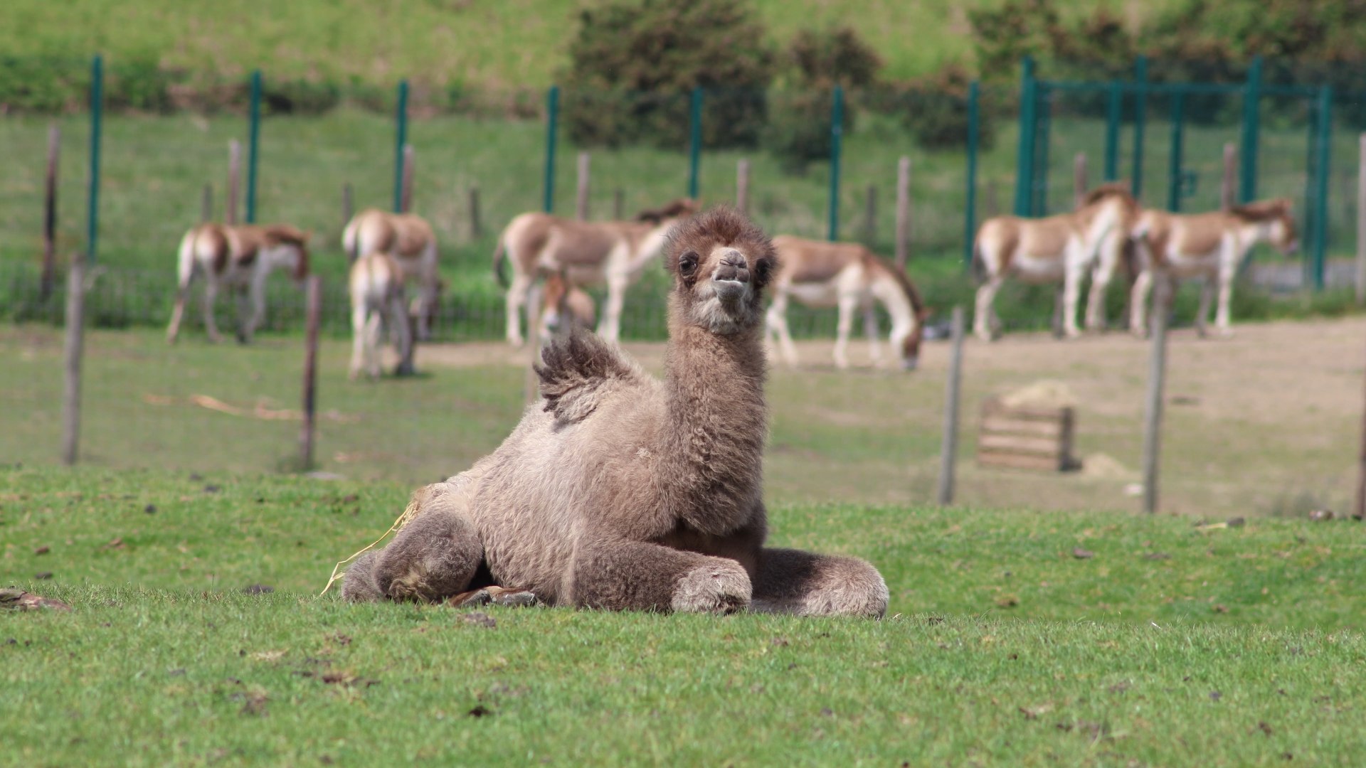 Knowsley Safari welcomes first camel calves in nine years