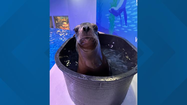 Aquarium of Niagara announces passing of California sea lion, Arie