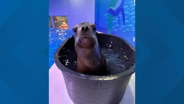 Aquarium of Niagara announces passing of California sea lion, Arie