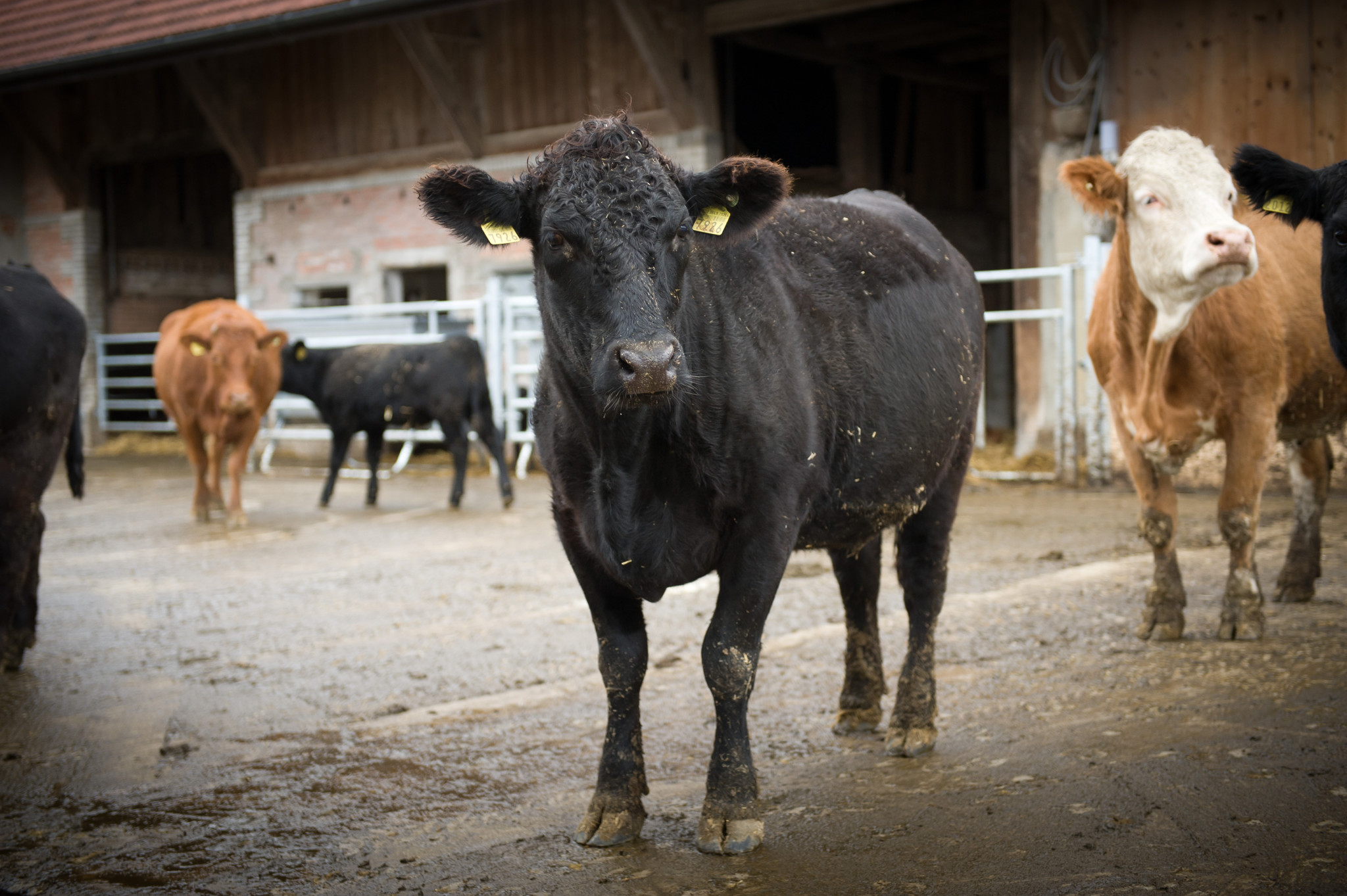 Fünf Tage Flucht – dann fällt der Schuss auf das Angus-Rind