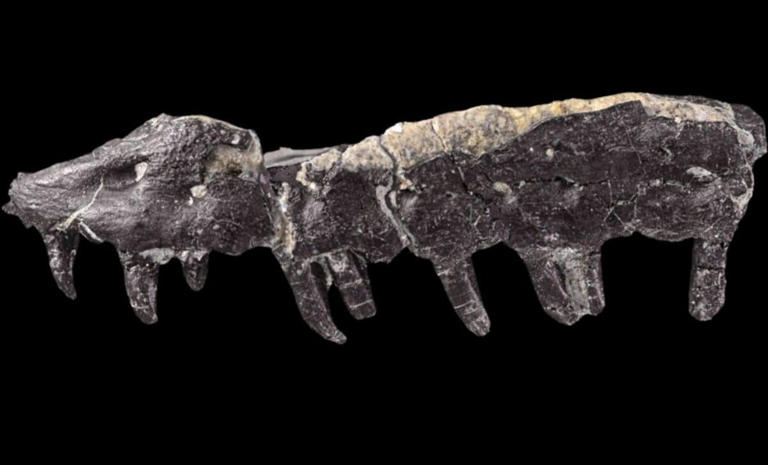 A tiny fossil fragment found in a small French village turned out to ...
