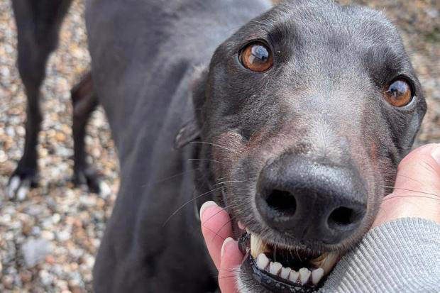Onslow, the gentle giant greyhound, needs forever home after racing career