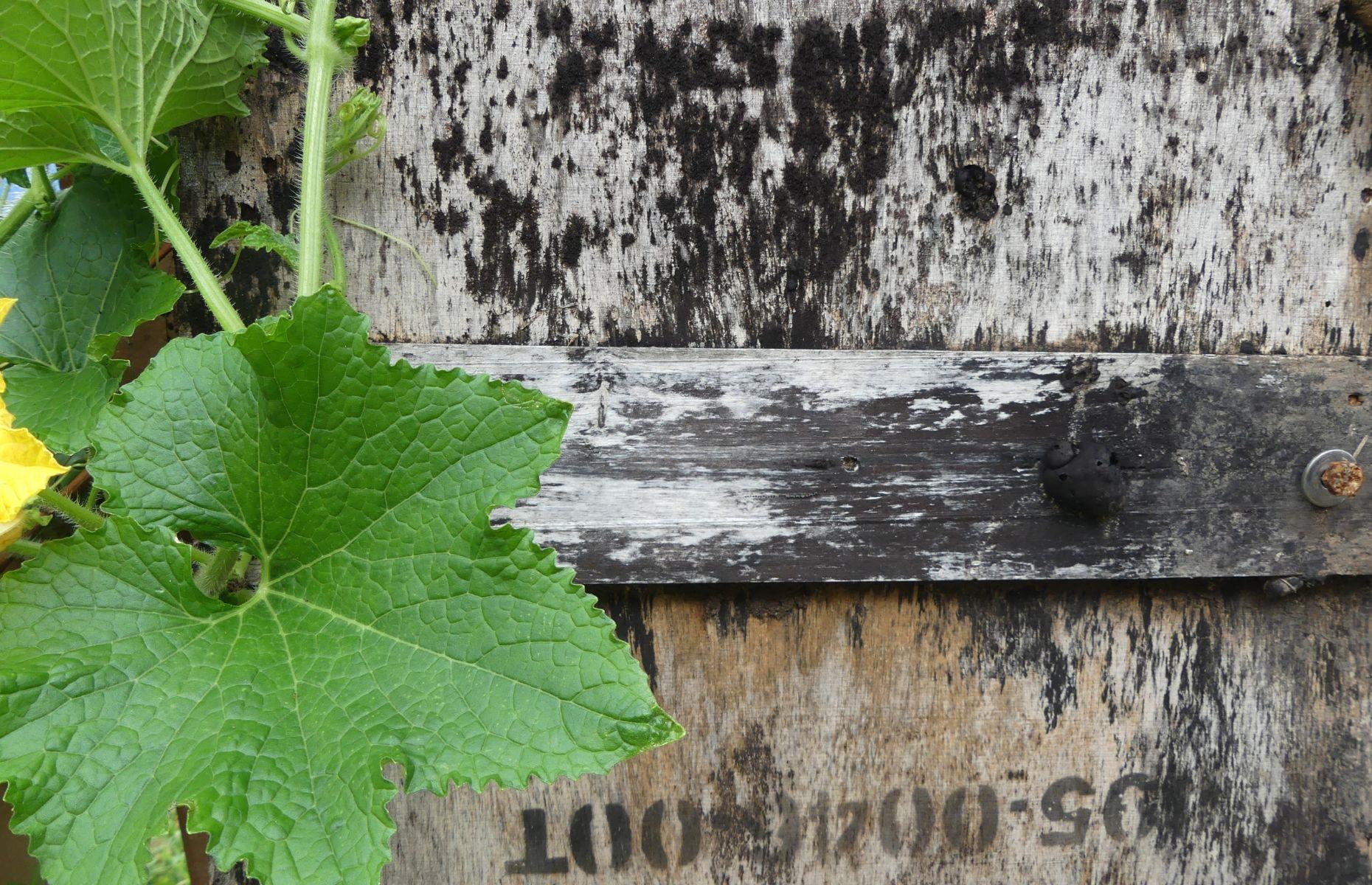 Common outdoor moulds that threaten your plants and how to treat them