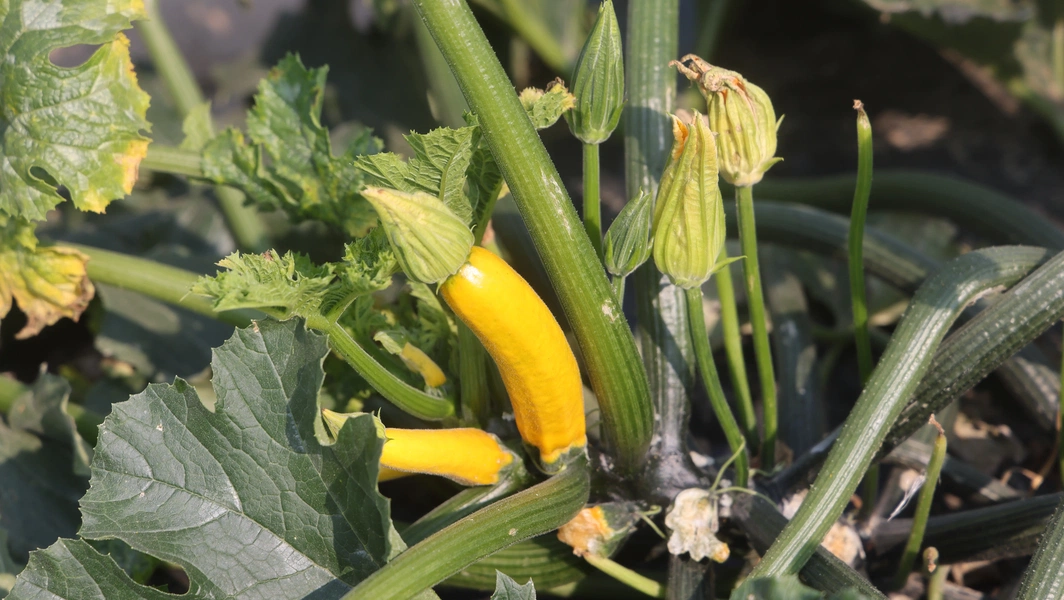 How to avoid common zucchini growing mistakes