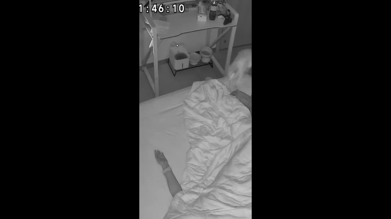 Cat plays late-night fetch with owner in Beijing, China