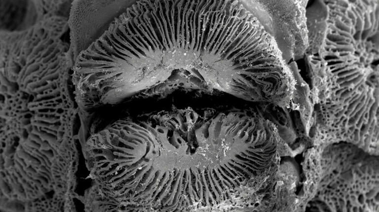 Tiny fish uses slimy lips to safely eat coral that stings other ocean ...