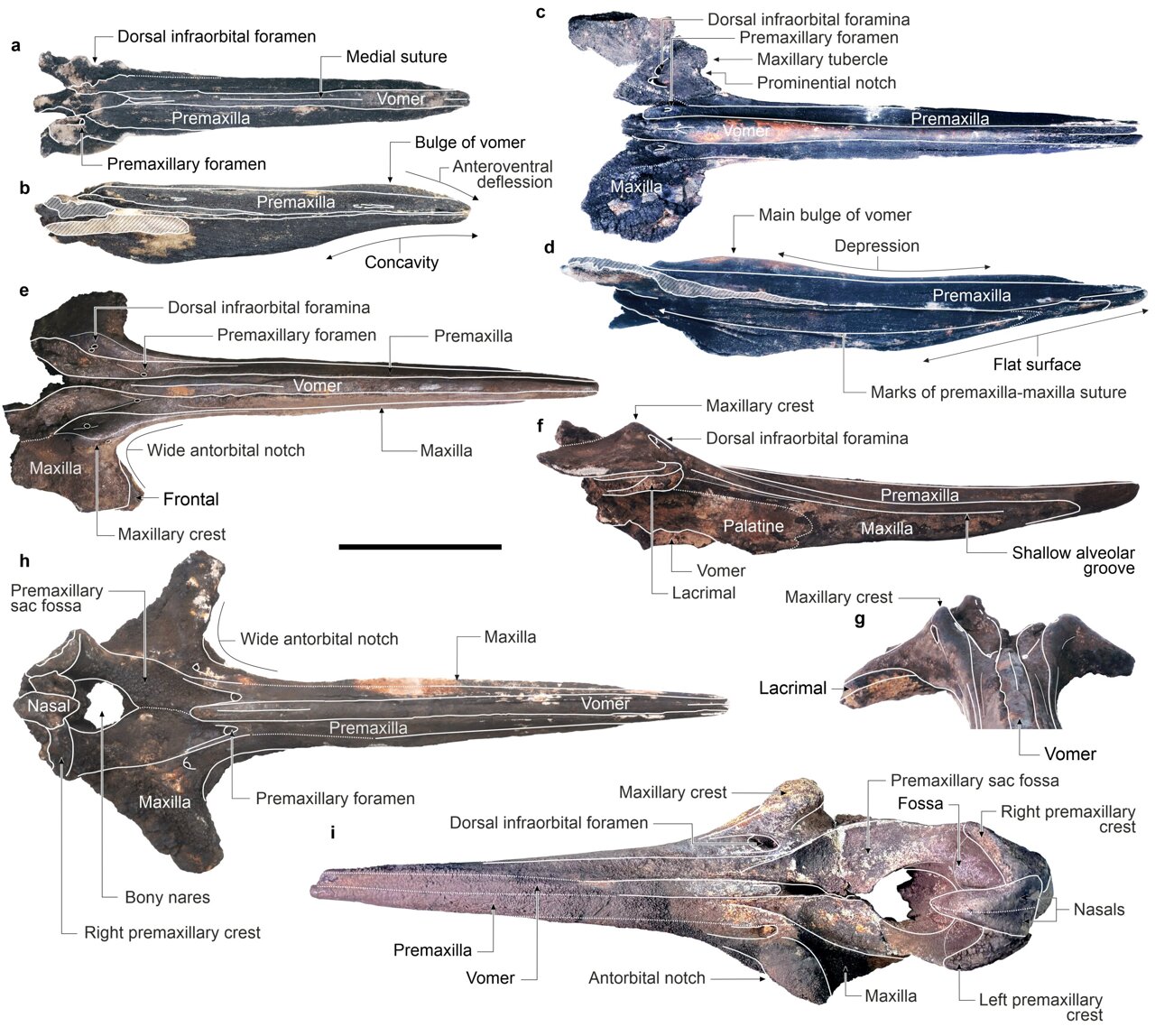 Newfound 'whale necropolis' reveals 5.3 million years of seafloor life