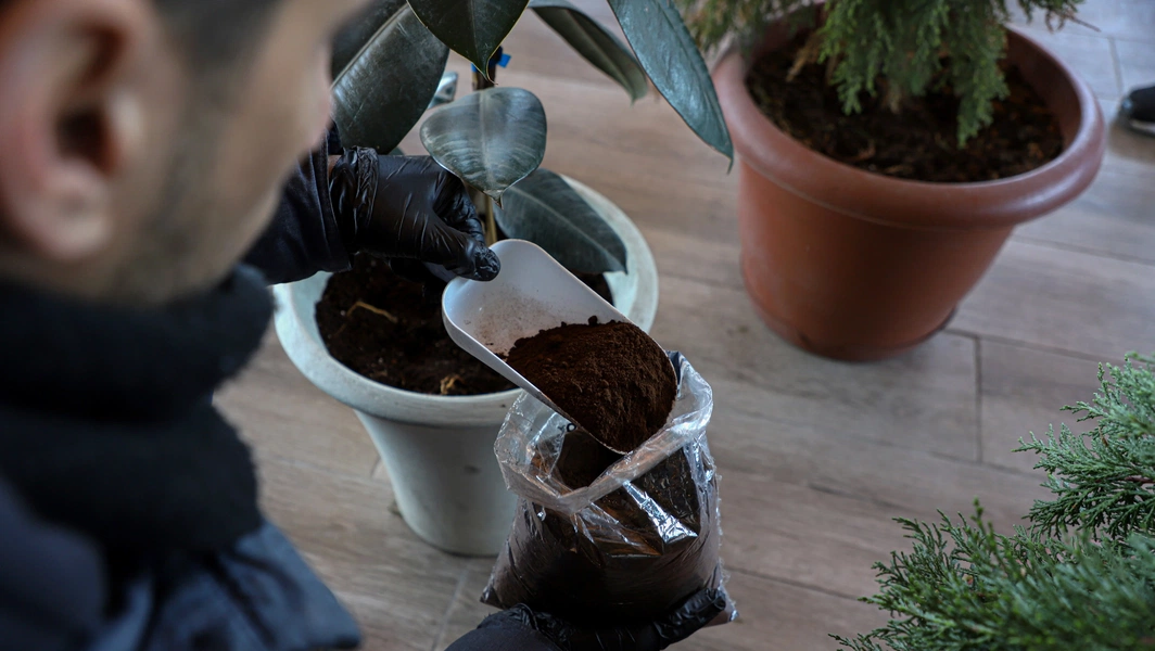 Using coffee grounds to improve garden soil
