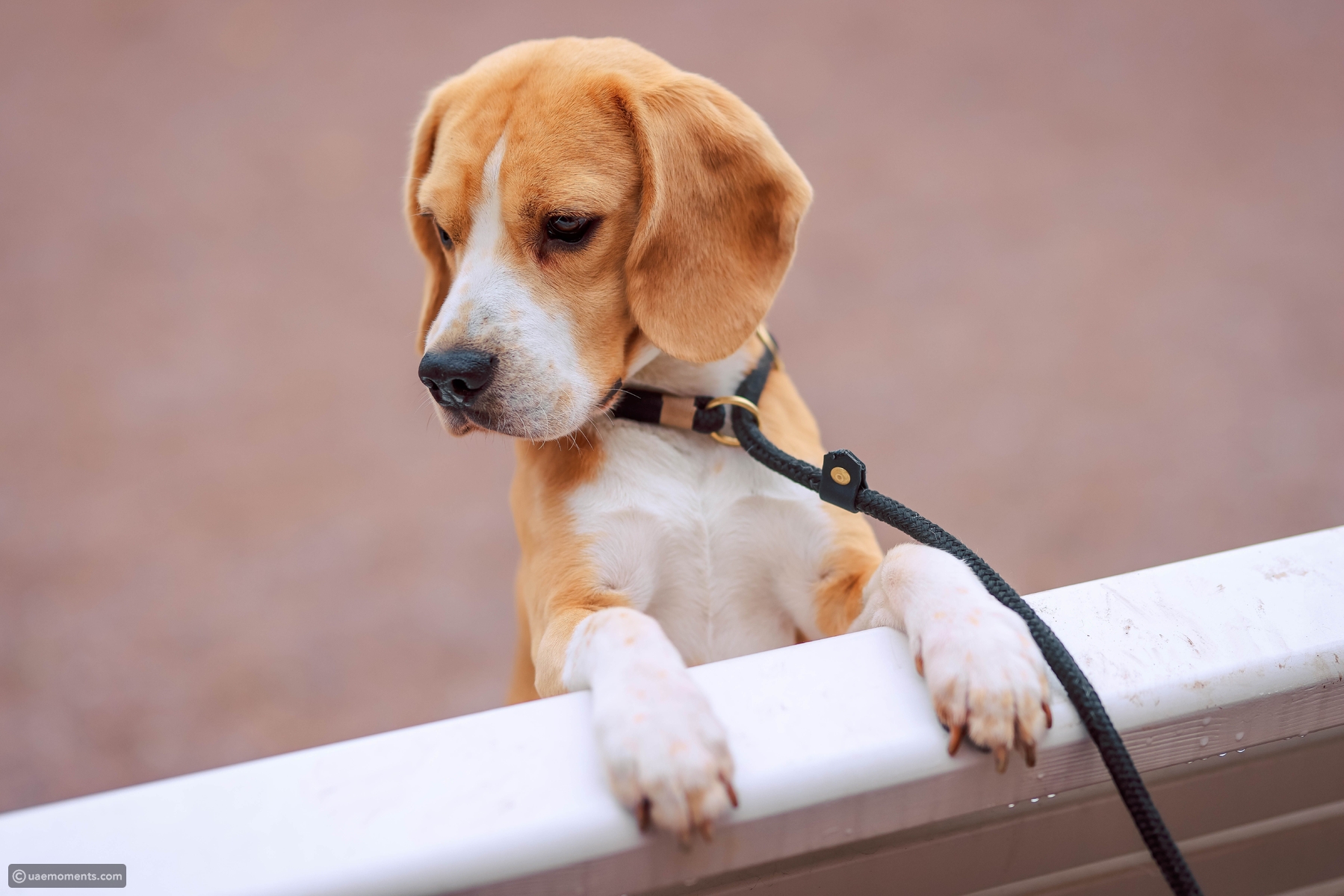 Looking for a dog full of personality? Start with these 8 breeds