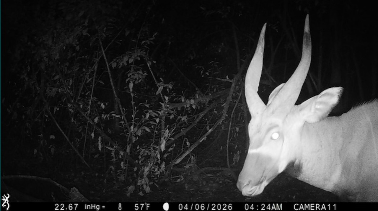 O retorno de um fantasma das florestas: bongo-da-montanha volta ao Quênia