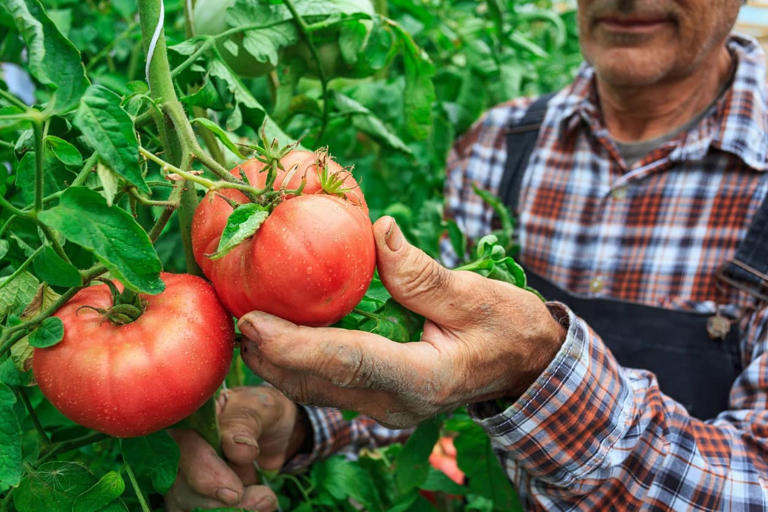 Pinch off this tiny shoot on your tomato plants in June, one thumb move ...