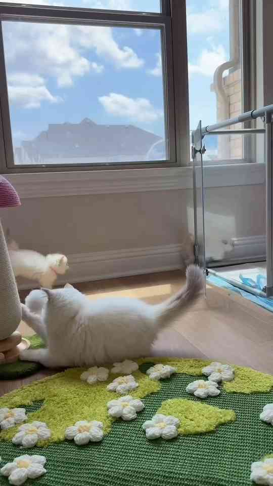 Playful kittens having fun together
