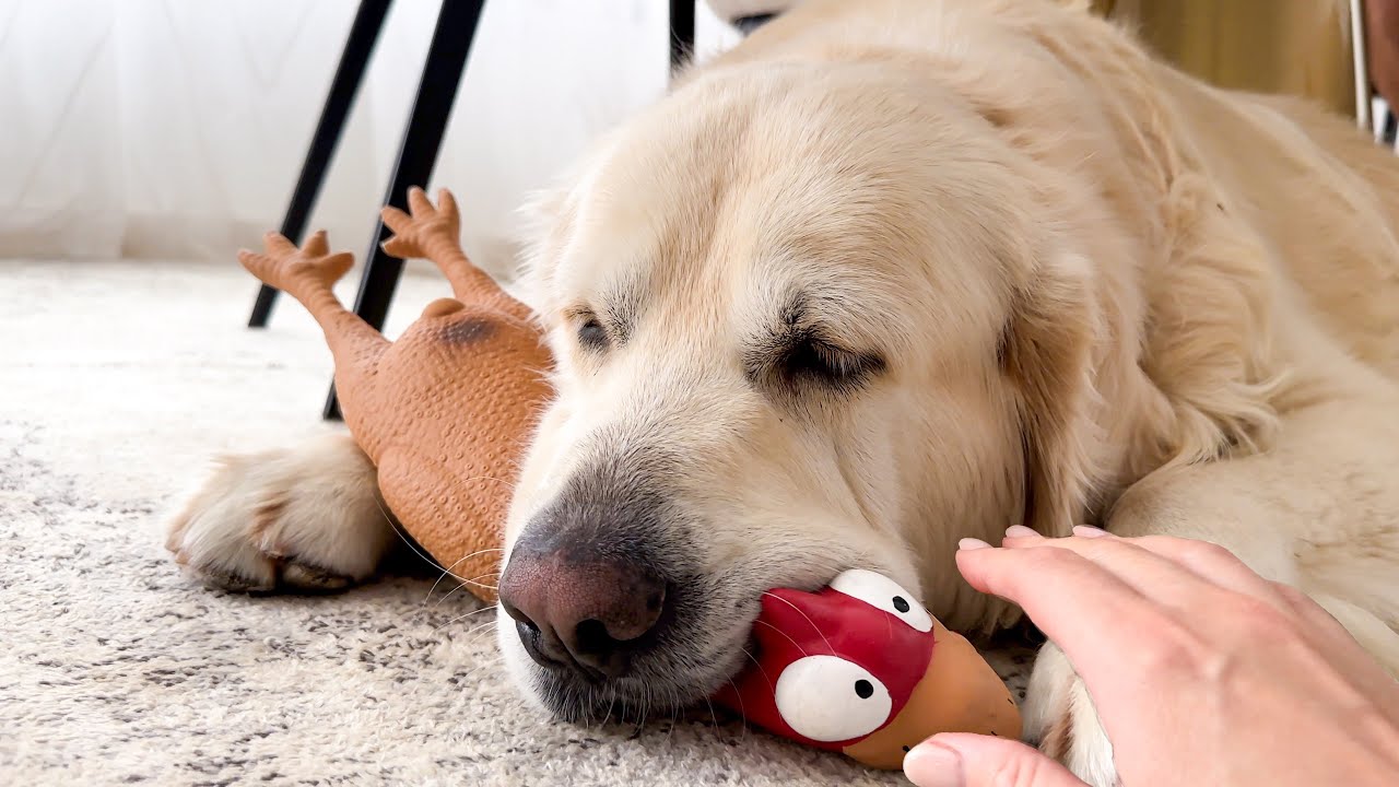 Sleeping golden retriever protects his favorite toy
