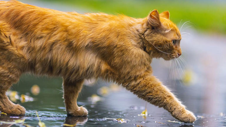 Verrückter und dominanter? Was ist dran an den Mythen über orange Katzen?
