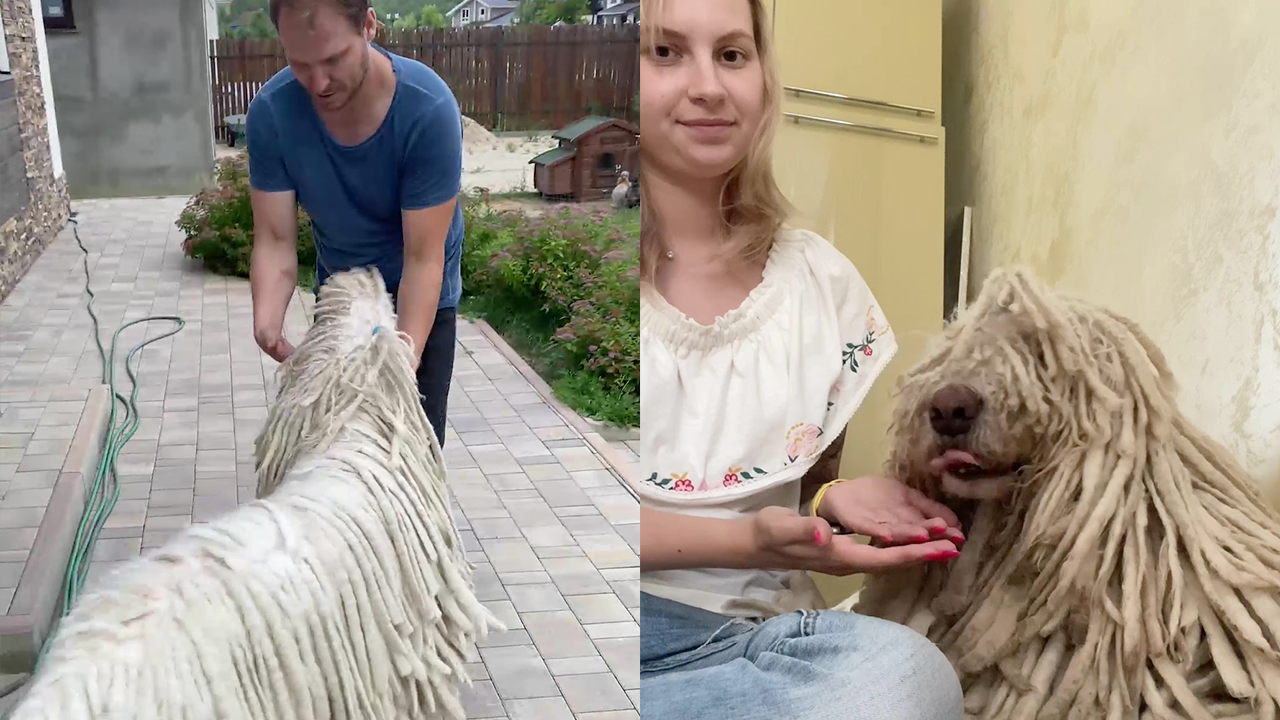 Meet Kris - the big, adorable, dreadlock-sporting Komondor