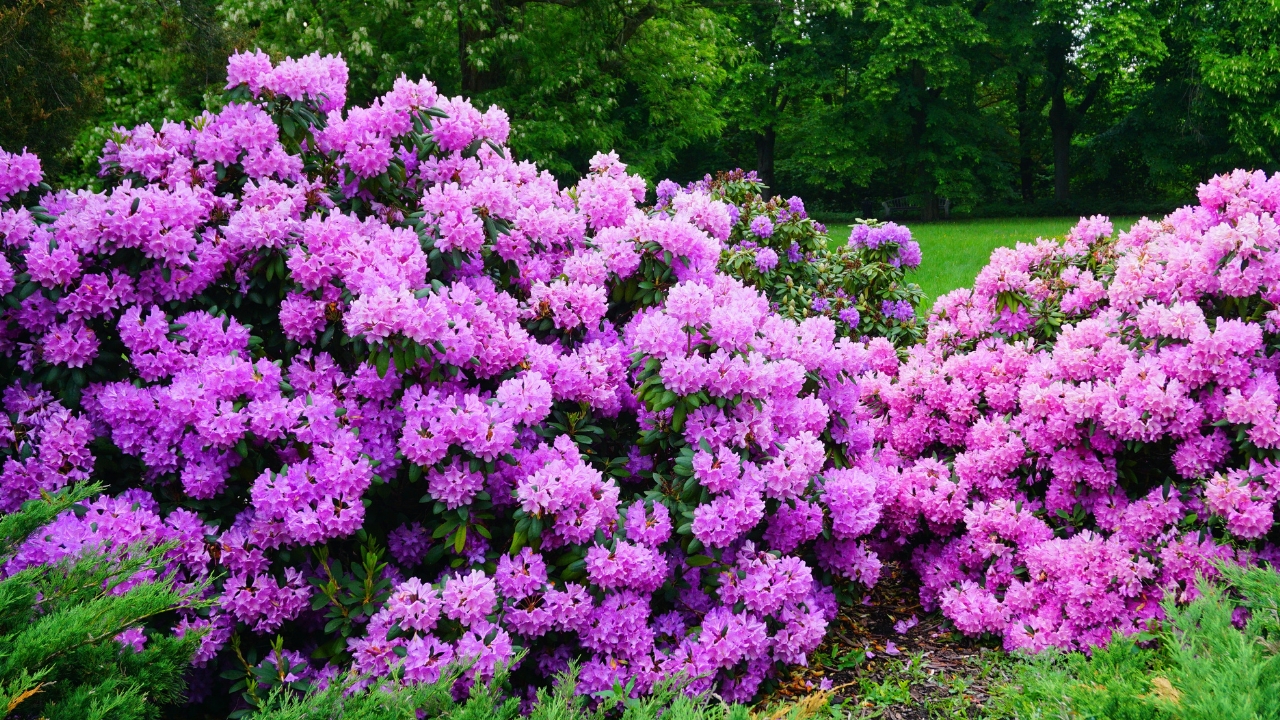 10 shrubs that love the shade