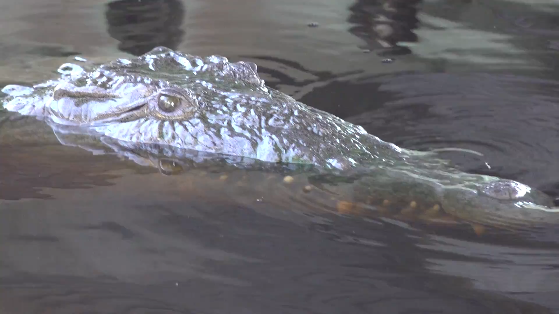 Watch what happens when we fish deep in the Everglades for tarpon and snook