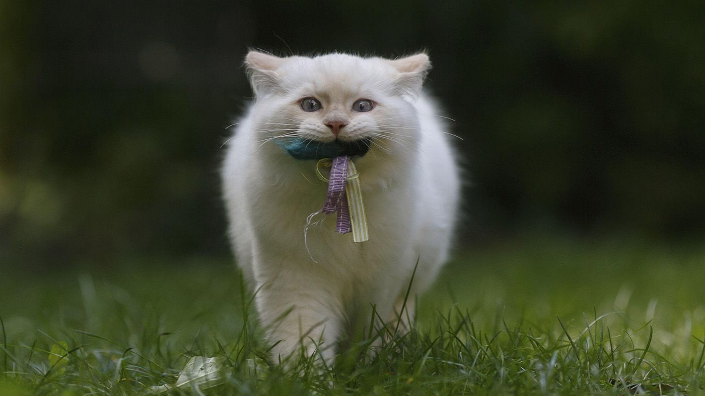 Cat breeds that act like dogs