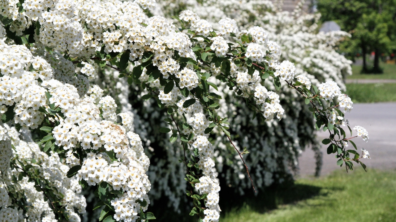10 shrubs that thrive in full sun