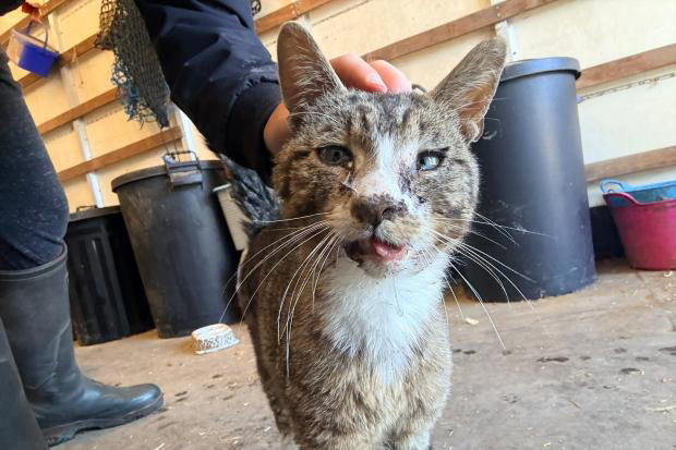 Mold cat rescued by North Wales charity after suffering broken jaw from ...