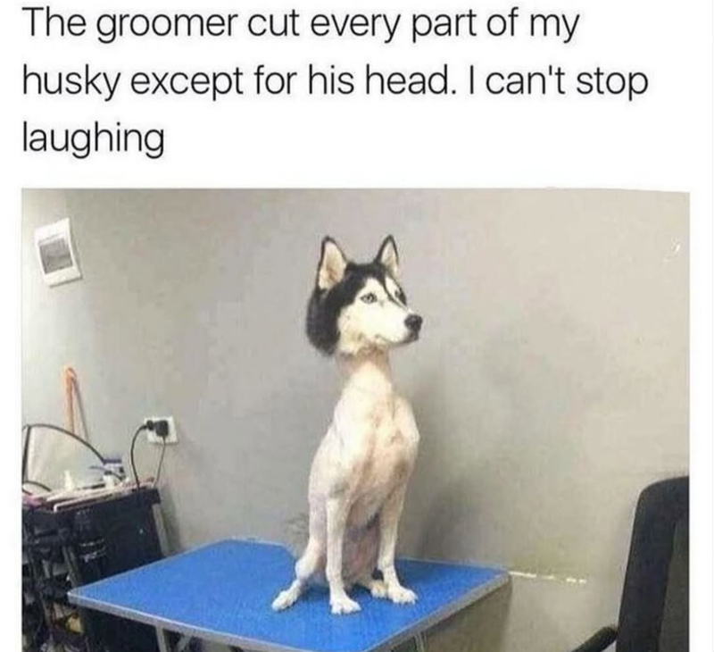 Big paws and loud howls without a pause: 23 husky memes worth applause