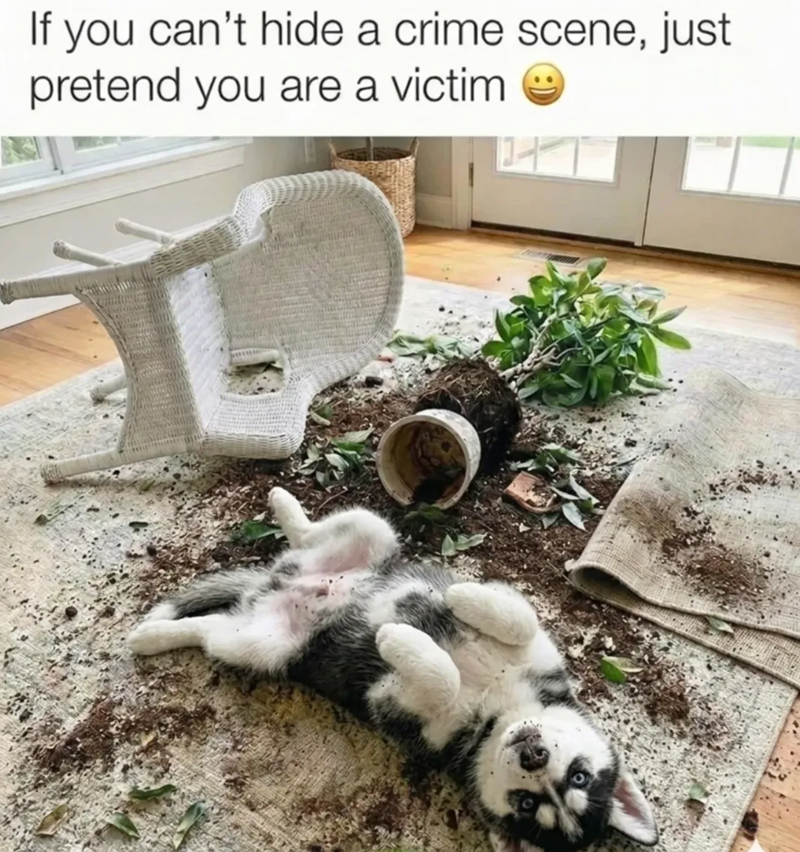Big paws and loud howls without a pause: 23 husky memes worth applause