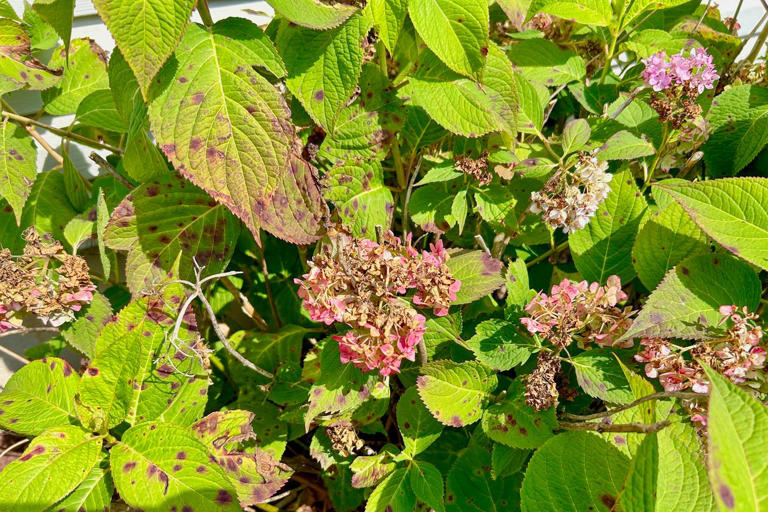 If your hydrangeas have brown spots, try one of these 3 tips for a ...