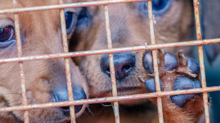 A dog from International Animal Rescue? What you should know beforehand