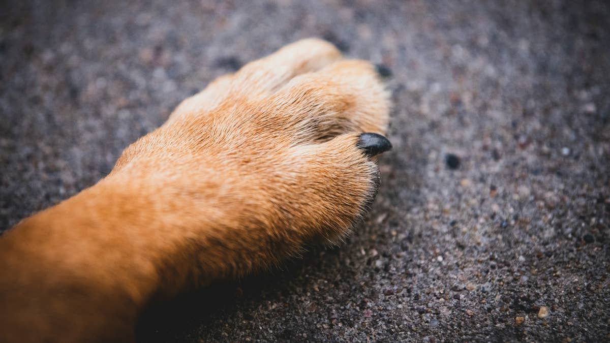 Mini dachshund's rare 'natural mask' makes him look like a work of art