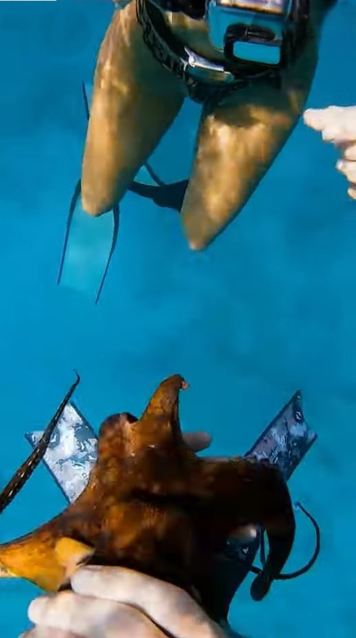 This underwater moment caught everyone off guard