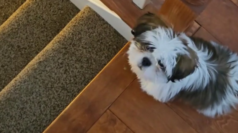Tiny Shih Tzu bravely conquers going down the stairs and he's ...