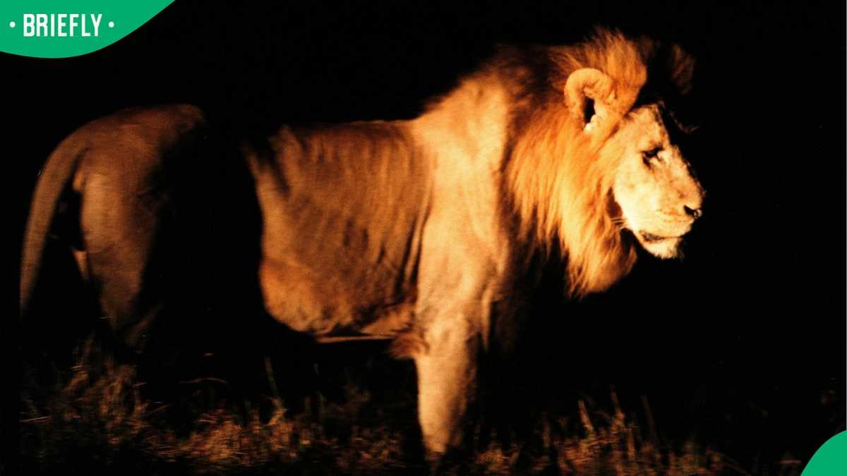 Escaped KZN lion from Mkhuze Falls put down after failed darting ...