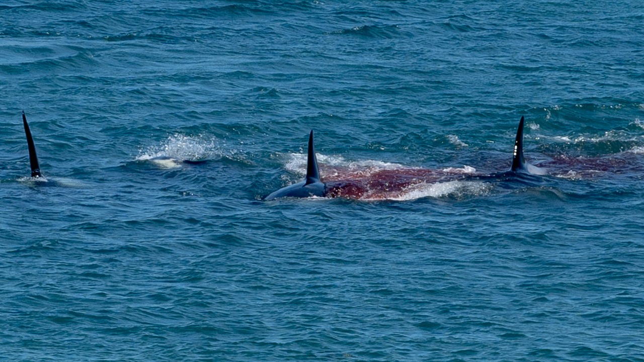 Five killer whales rammed a 16-foot whale shark, then flipped it to ...