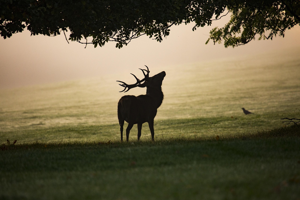 The growing war between animal rights groups and hunters is getting ...