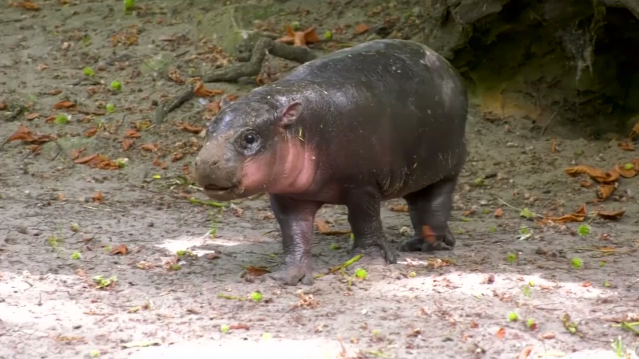 Newborn pygmy hippo at Berlin Zoo named 'Bread Roll'