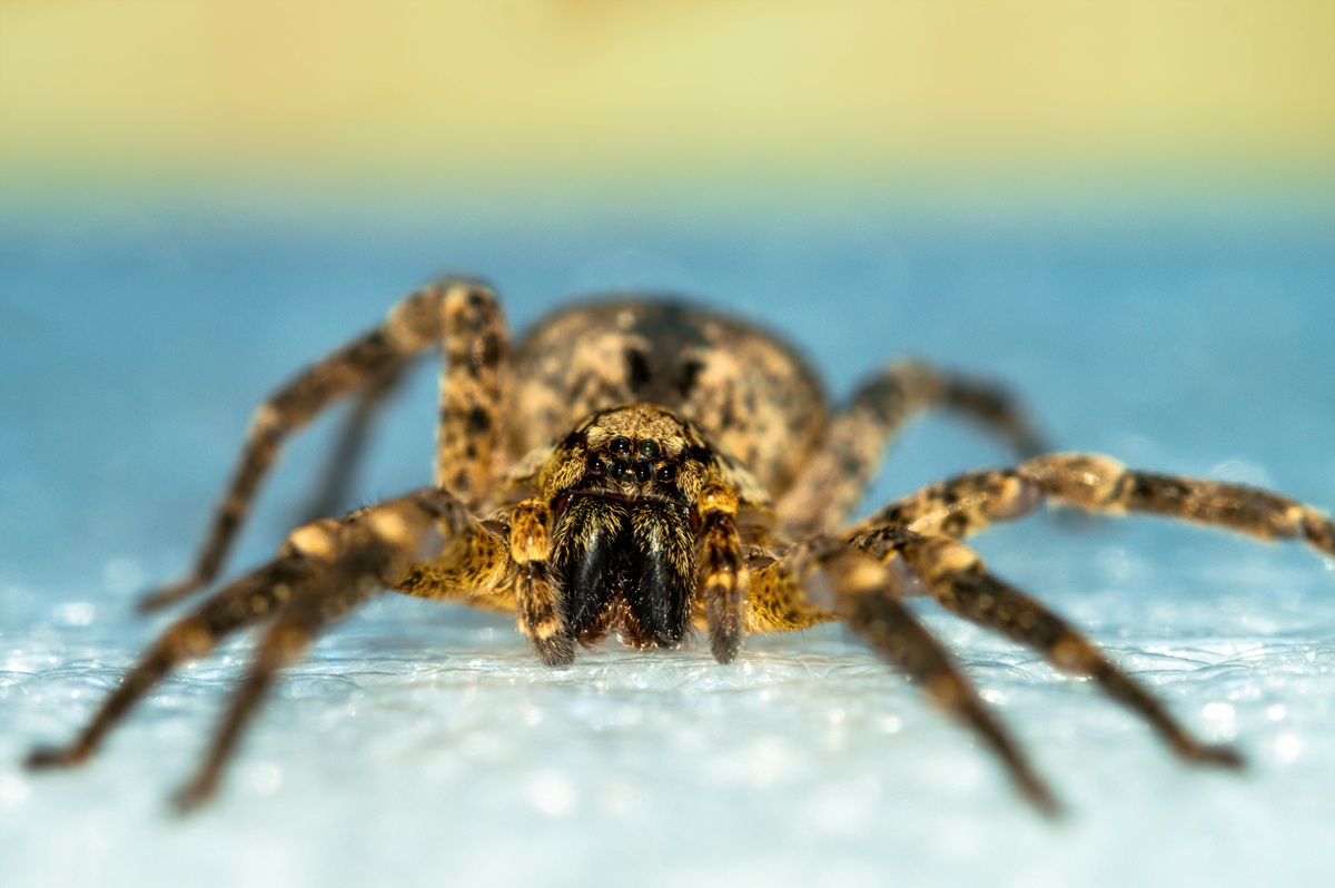 Auf dem Vormarsch: Nosferatu-Spinne breitet sich weiter in Deutschland aus