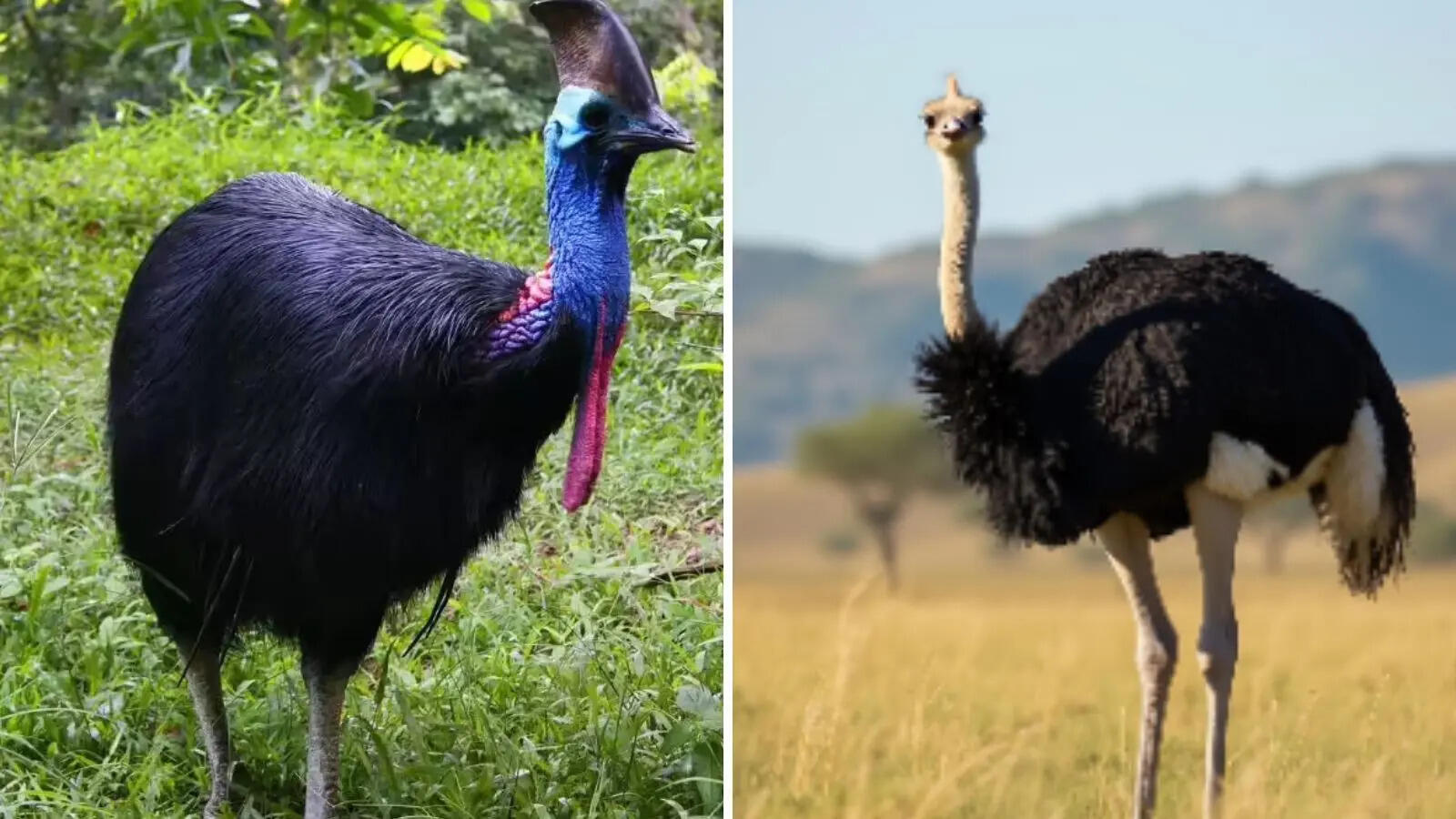 10 giant birds bigger than humans that will leave you amazed