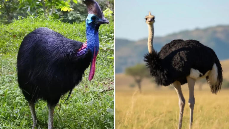 10 giant birds bigger than humans that will leave you amazed