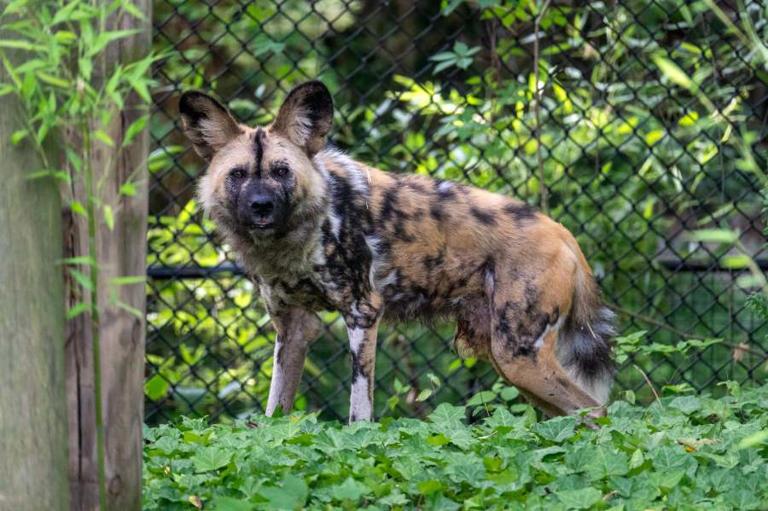 The Virginia Zoo welcomes two African painted dogs