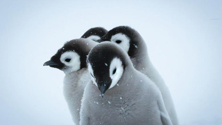 Finalists' images of science photography competition brilliantly depict ...