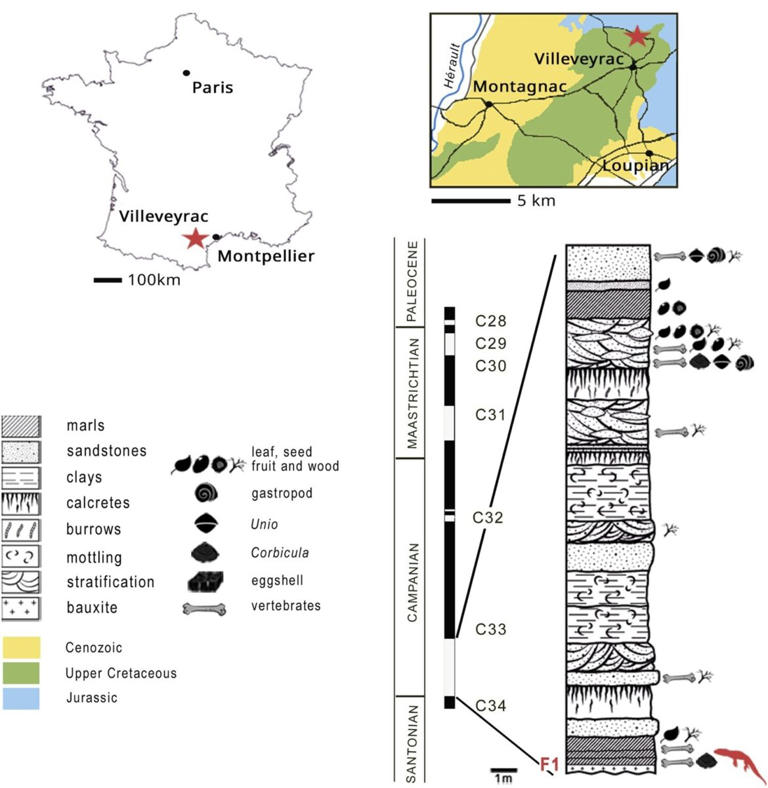 A tiny fossil fragment found in a small French village turned out to ...