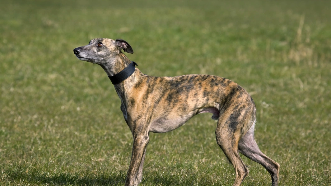 Why whippets steal hearts and couches everywhere