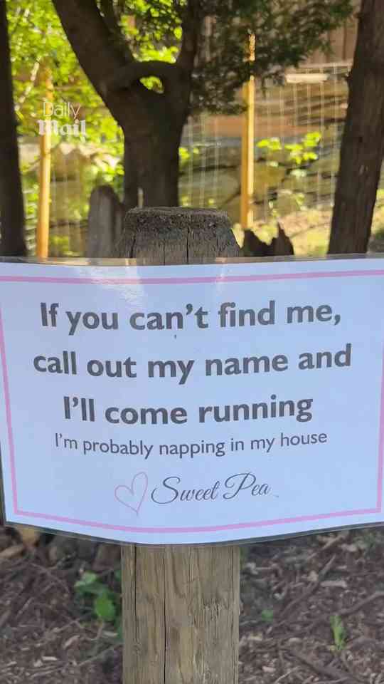 Pig comes running the moment her name is called