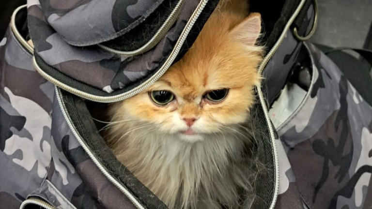 Tierschmuggel am Flughafen: Pudel im Gepäck, Katze im Schlepptau