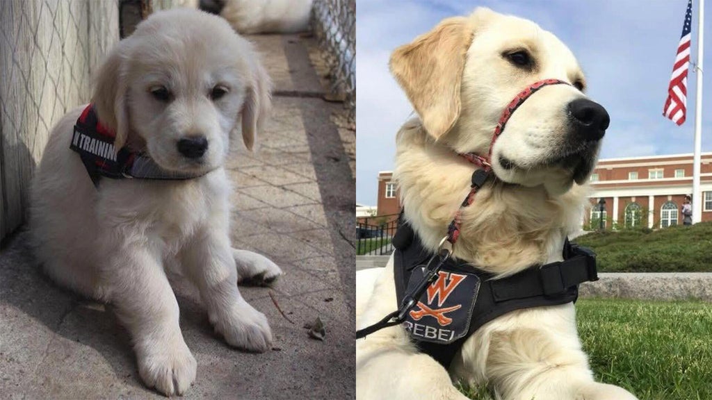 Community resource dog dies in tragic accident at Massachusetts police ...