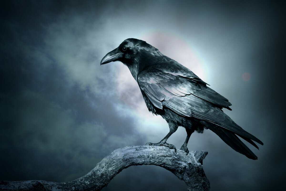 The spiritual meaning of seeing a raven