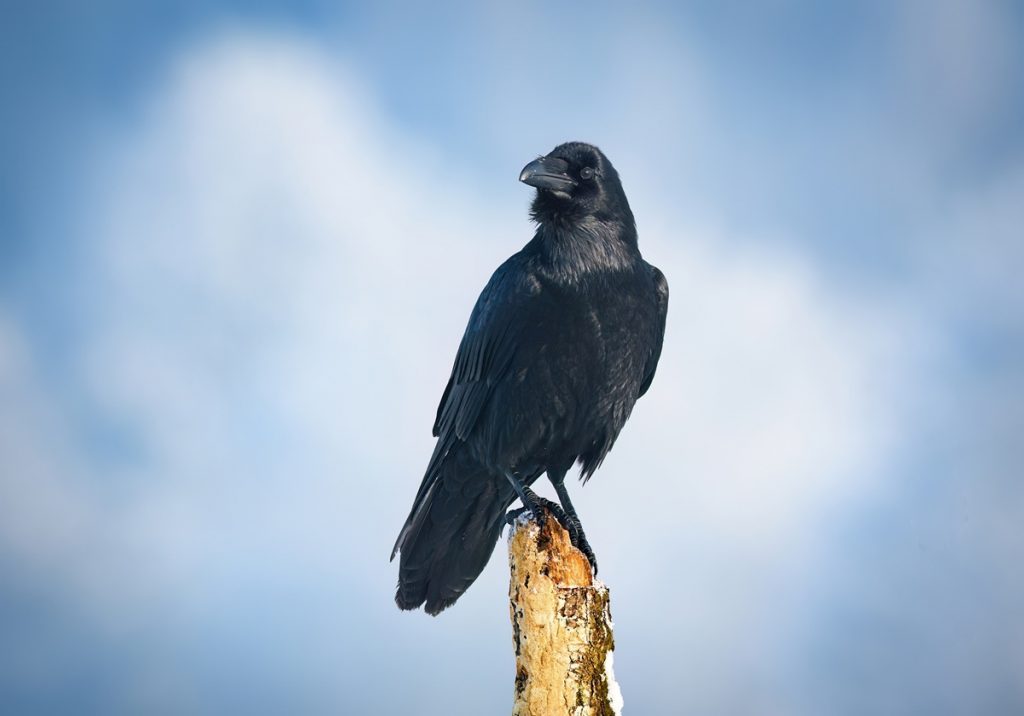 The spiritual meaning of seeing a raven
