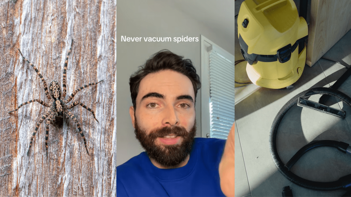 Grandmother vacuumed a spider. After one trip, she noticed the 'lint is ...