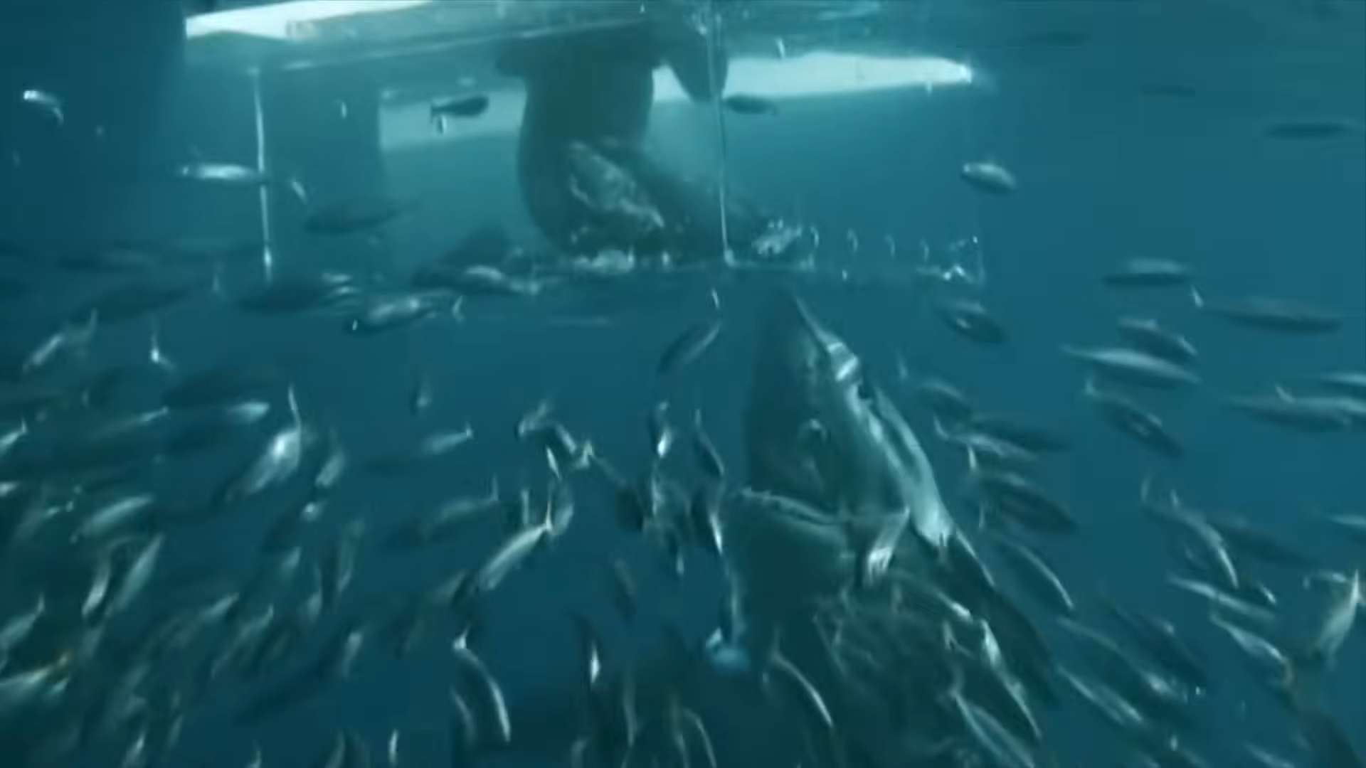 They put him in the water next to a whale carcass