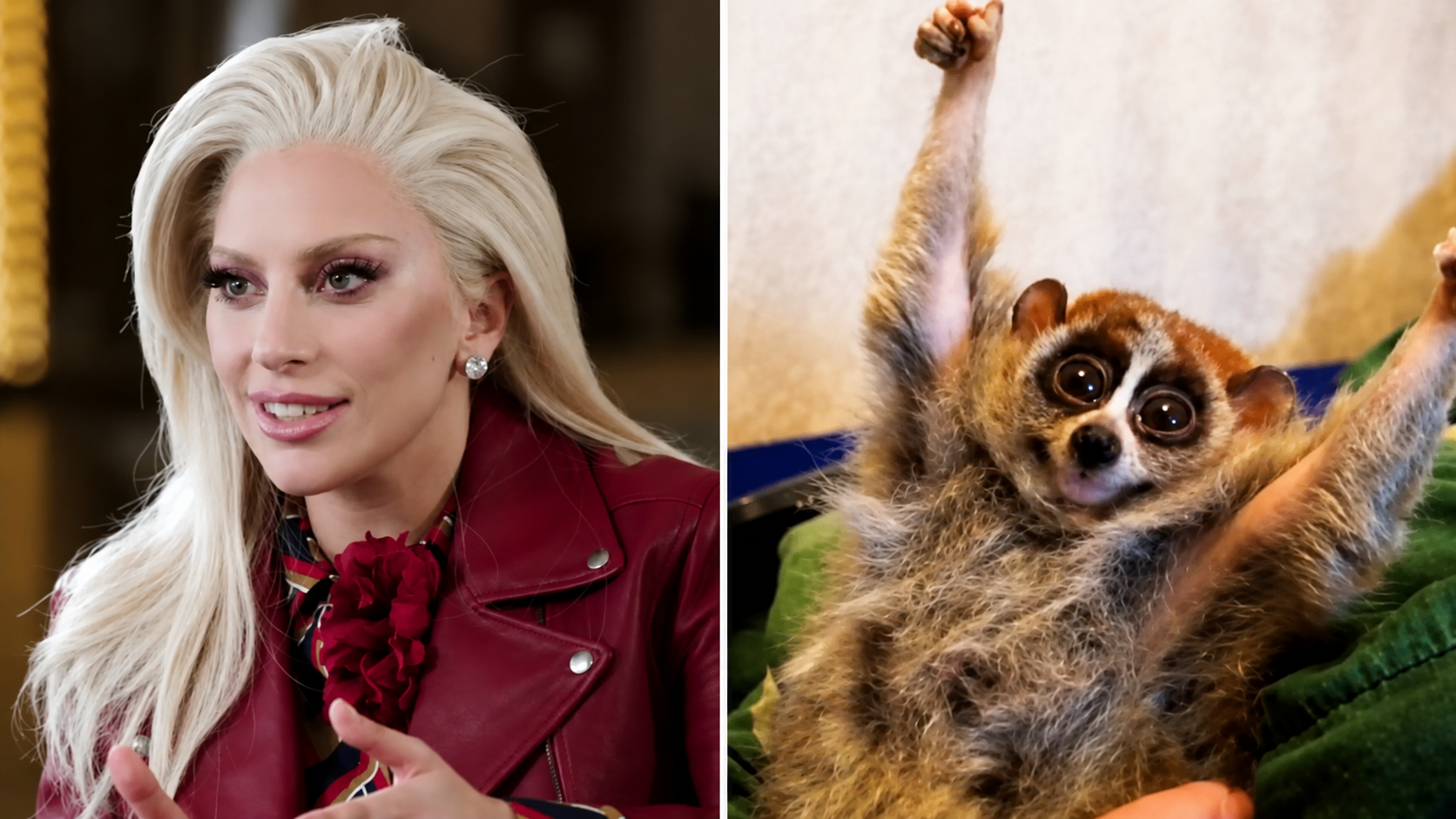 This cute animal tried to kill Lady Gaga - she barely escaped it